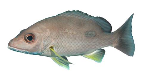 Fishing for Thumbprint emperor: Fish Species – FishAngler.com