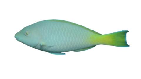 Fishing for Pacific longnose parrotfish → Explore Catches, Top Baits ...