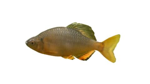 Fishing for Tokyo bitterling → Explore Catches, Top Baits & More!