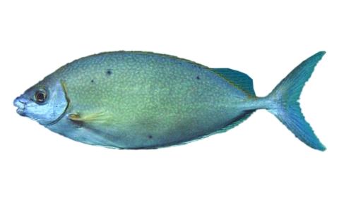 Fishing for Streamlined spinefoot → Explore Catches, Top Baits & More!