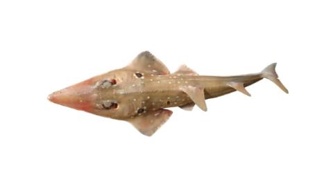 Fishing for Smooth nose wedgefish: Fish Species – FishAngler.com