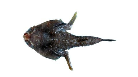 Fishing for Giant triangular batfish: Fish Species – FishAngler.com