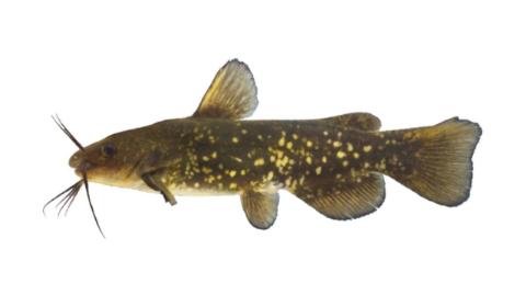 Fishing for Spotted bullhead → Explore Catches, Top Baits & More!