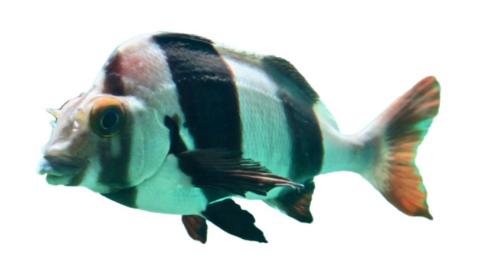 Fishing for Magpie perch: Fish Species – FishAngler.com