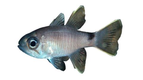 Fishing for Samoan cardinalfish: Fish Species – FishAngler.com