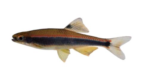 Fishing for Metallic shiner → Explore Catches, Top Baits & More!