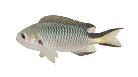 Fishing for Richardson's reef-damsel → Explore Catches, Top Baits & More!