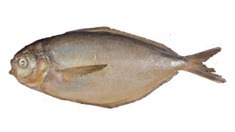 Fishing for Pacific pompano → Explore Catches, Top Baits & More!