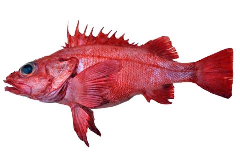 Fishing for Shortspine thornyhead → Explore Catches, Top Baits & More!