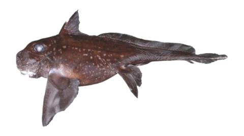 Fishing for Carpenter's chimaera → Explore Catches, Top Baits & More!