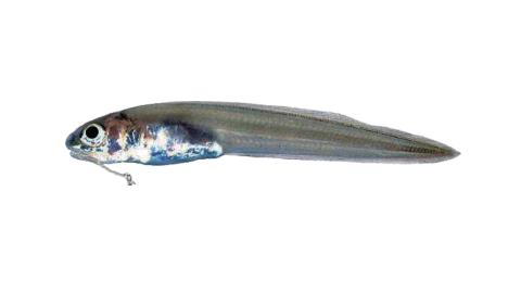 Fishing for Sleeper cusk-eel → Explore Catches, Top Baits & More!