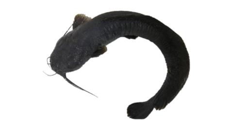 Fishing for Broadhead catfish: Fish Species – FishAngler.com