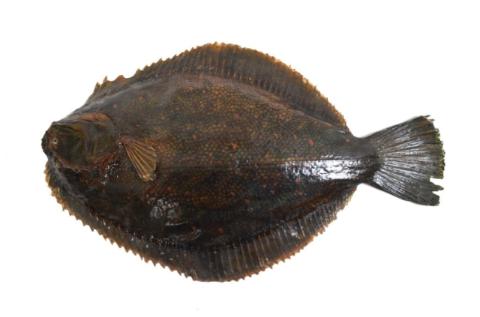 Fishing for Black flounder → Explore Catches, Top Baits & More!