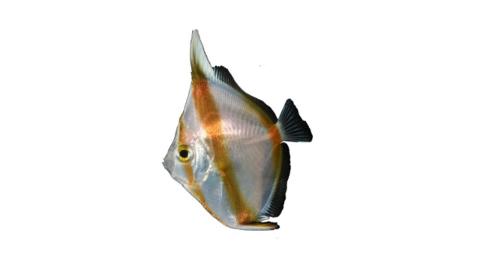 Fishing for Rosy deepsea boarfish → Explore Catches, Top Baits & More!