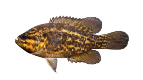 Fishing for Mud sunfish → Explore Catches, Top Baits & More!
