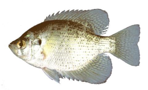 Fishing for Flier → Explore Catches, Top Baits & More!