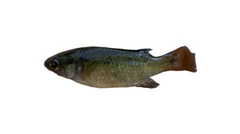 Fishing for Hiko White River springfish → Explore Catches, Top Baits ...