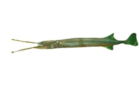 Fishing for Long tom → Explore Catches, Top Baits & More!