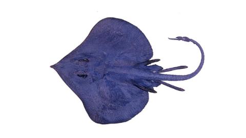 Fishing for Blue skate → Explore Catches, Top Baits & More!