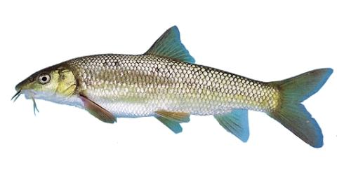 Fishing for Barbo común → Explore Catches, Top Baits & More!