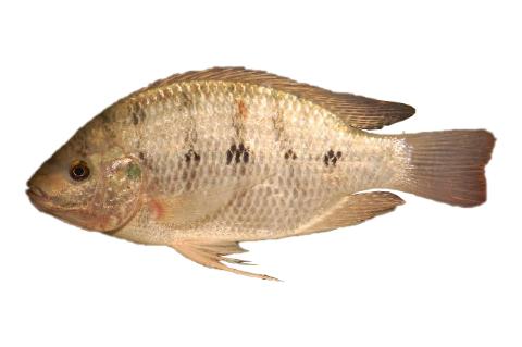 Fishing for Three spotted tilapia → Explore Catches, Top Baits & More!