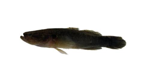 Fishing for Spinycheek sleeper: Fish Species – FishAngler.com