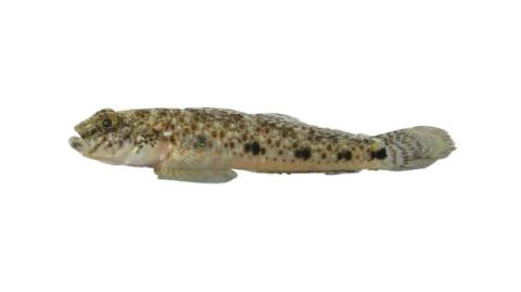 Fishing for Indo-Pacific tropical sand goby: Fish Species – FishAngler.com