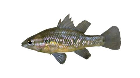 Fishing for Western pygmy perch: Fish Species – FishAngler.com