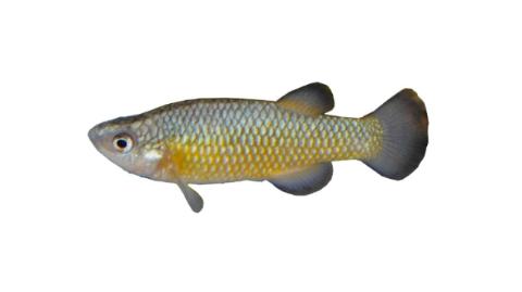 Fishing for White River springfish → Explore Catches, Top Baits & More!