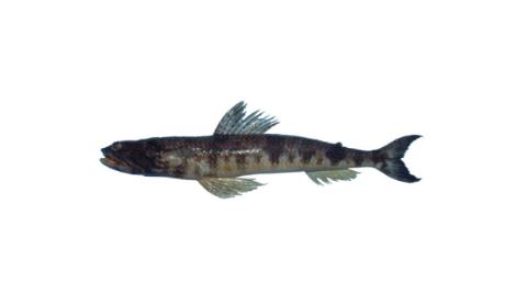 Fishing for Diamond lizardfish → Explore Catches, Top Baits & More!