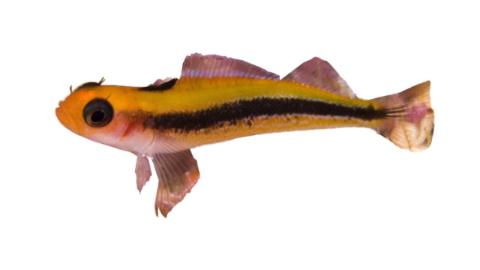 Fishing for Oblique-swimming triplefin: Fish Species – FishAngler.com