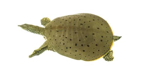 Fishing for Eastern Spiny Softshell Turtle → Explore Catches, Top Baits ...