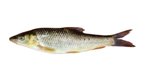 Fishing for Iberian small-head barbel → Explore Catches, Top Baits & More!