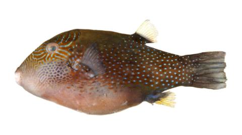 Fishing for Spider-eye puffer → Explore Catches, Top Baits & More!