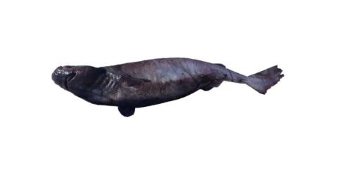 Fishing for Hooktooth dogfish → Explore Catches, Top Baits & More!