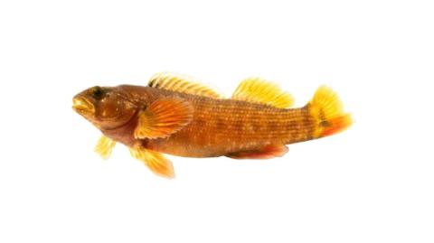 Fishing for Yellowcheek darter: Fish Species – FishAngler.com