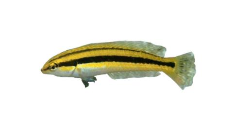 Fishing for Golden wrasse → Explore Catches, Top Baits & More!