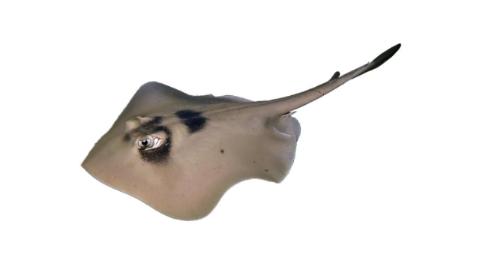 Fishing for Masked stingaree: Fish Species – FishAngler.com