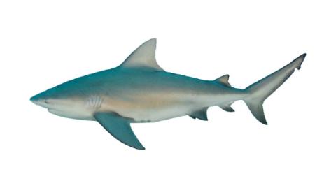 Fishing for Bull shark → Explore Catches, Top Baits & More!