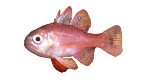 Fishing for Scarlet cardinalfish: Fish Species – FishAngler.com