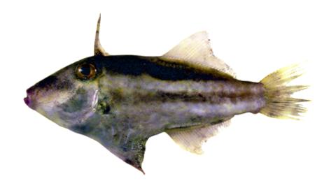 Fishing for Hair-finned filefish: Fish Species – FishAngler.com