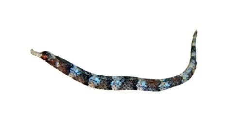 Fishing for Crested pipefish → Explore Catches, Top Baits & More!