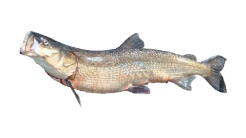 Fishing for Sheefish → Explore Catches, Top Baits & More!