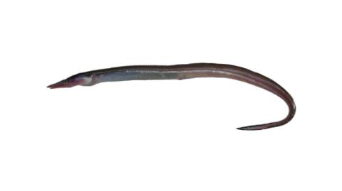 Fishing for Solitary duckbill eel → Explore Catches, Top Baits & More!