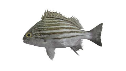 Fishing for Grey grunter: Fish Species – FishAngler.com
