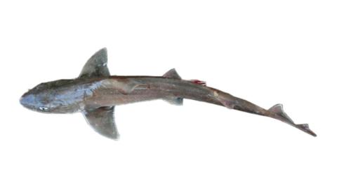Fishing for Whitespotted smooth-hound: Fish Species – FishAngler.com