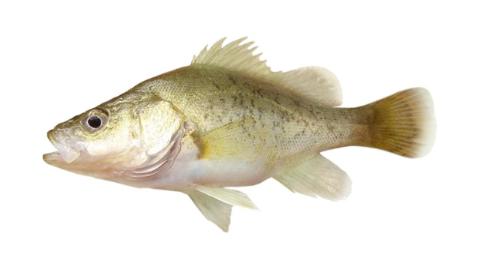 Fishing for Golden perch → Explore Catches, Top Baits & More!