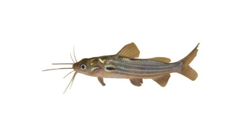 Fishing for Striped dwarf catfish → Explore Catches, Top Baits & More!