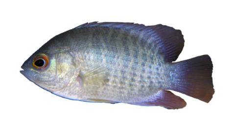Fishing for Indonesian leaffish → Explore Catches, Top Baits & More!