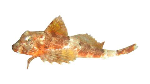 Fishing for Cape gurnard: Fish Species – FishAngler.com